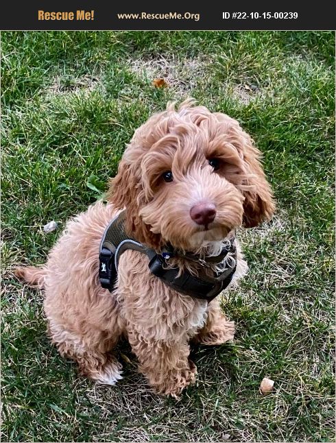 ADOPT 22101500239 ~ Cockapoo Rescue ~ Parker, CO