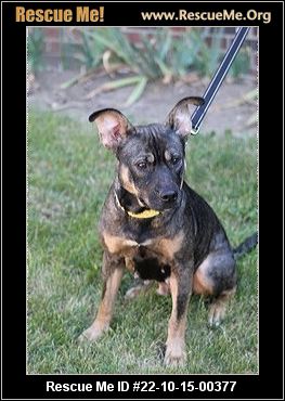 - Indiana German Shepherd Rescue - ADOPTIONS - Rescue Me!