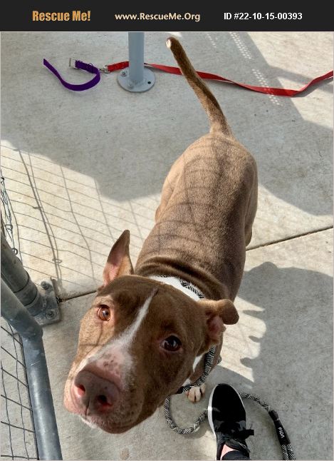 ADOPT 22101500393 ~ Staffordshire Bull Terrier Rescue ~ Houston, TX