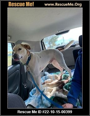 - Kentucky Dog Rescue - ADOPTIONS - Rescue Me!