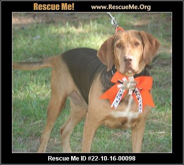 - Georgia Bloodhound Rescue - ADOPTIONS - Rescue Me!
