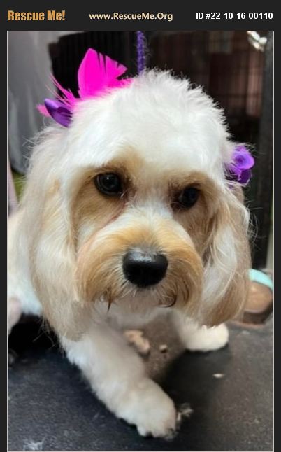 ADOPT 22101600110 ~ Poodle Rescue ~ Fort Myers, FL