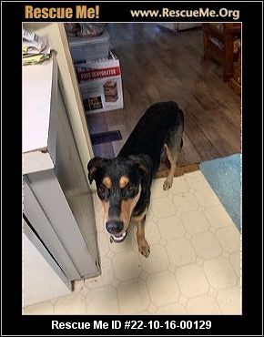 - Tennessee Treeing Walker Coonhound Rescue - ADOPTIONS - Rescue Me!