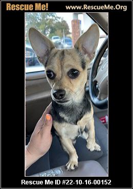 - New Mexico Dog Rescue - ADOPTIONS - Rescue Me!