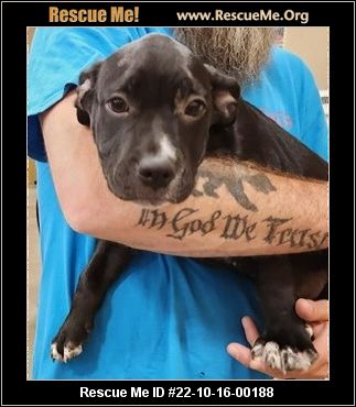 - Montana Dog Rescue - ADOPTIONS - Rescue Me!