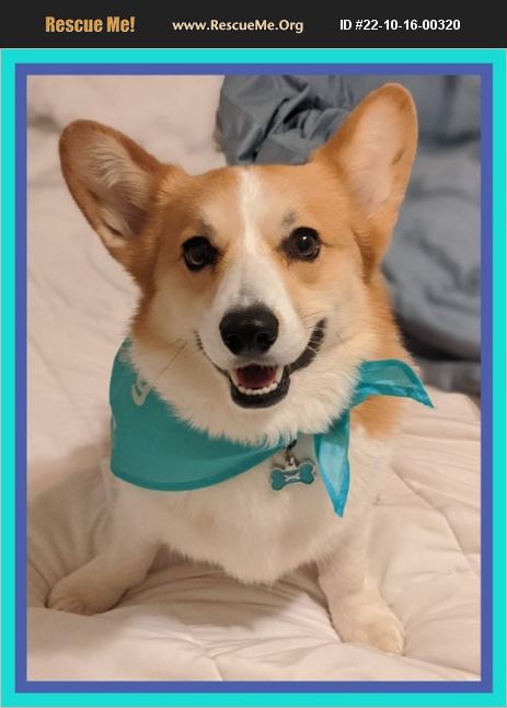 ADOPT 22101600320 ~ Corgi Rescue ~ Powhatan, VA