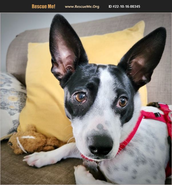 ADOPT 22101600345 ~ Rat Terrier Rescue ~ Alexandria, VA
