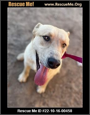 - Oklahoma Boxer Rescue - ADOPTIONS - Rescue Me!