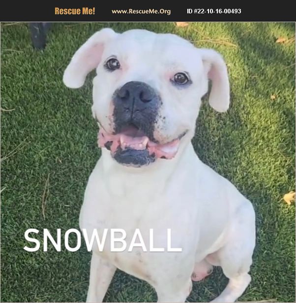 ADOPT 22101600493 ~ Boxer Rescue ~ Downey, CA