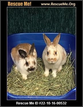 - California Rabbit Rescue - ADOPTIONS - Rescue Me!