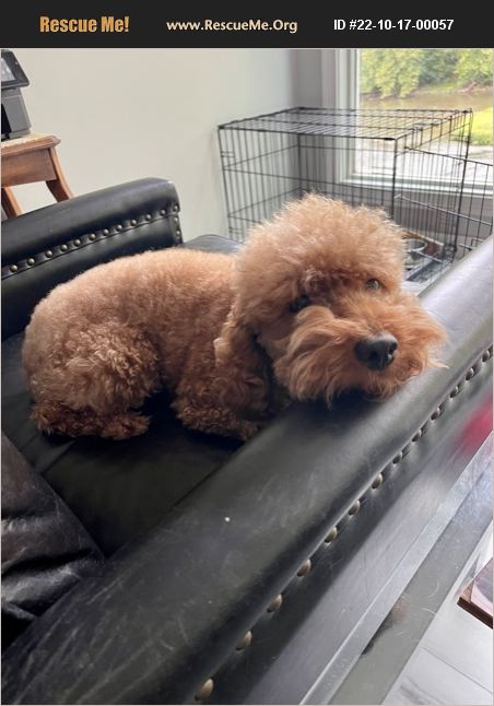 ADOPT 22101700057 ~ Poodle Rescue ~ Mechanicsburg, PA