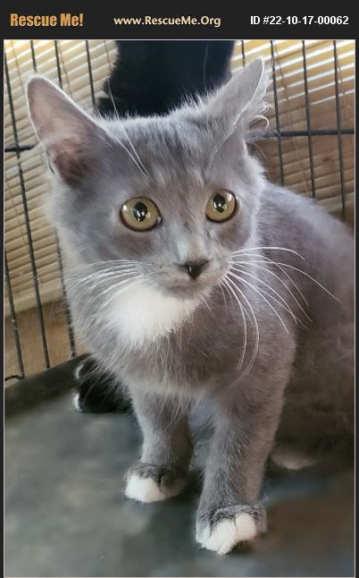 ADOPT 22101700062 ~ Domestic Cat Rescue ~ Santa Ana, CA