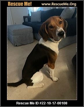 - Tennessee Treeing Walker Coonhound Rescue - ADOPTIONS - Rescue Me!