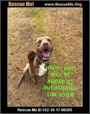 - Arizona Pit Bull Rescue - ADOPTIONS - Rescue Me!