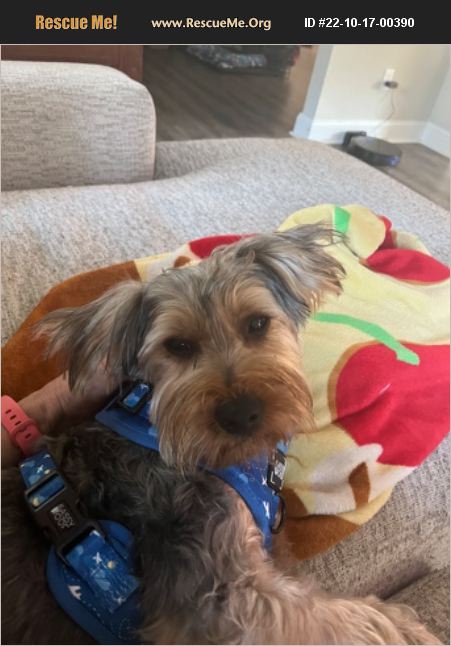 ADOPT 22101700390 ~ Yorkie Rescue ~ Virginia Beach, VA