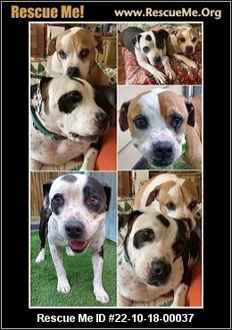 - Rhode Island Dog Rescue - ADOPTIONS - Rescue Me!