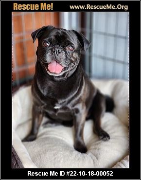 - California Pug Rescue - ADOPTIONS - Rescue Me!