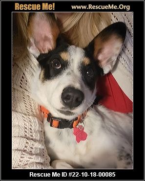 - Colorado Corgi Rescue - ADOPTIONS - Rescue Me!