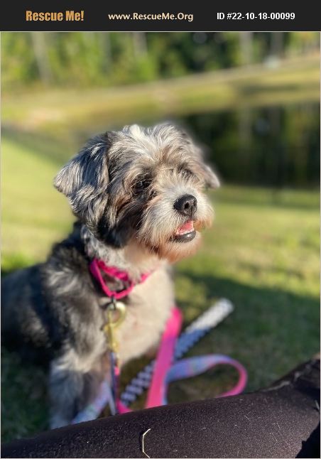 ADOPT 22101800099 ~ Yorkie Rescue ~ Youngsville, NC