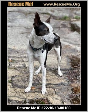 - Massachusetts Dog Rescue - ADOPTIONS - Rescue Me!