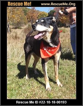 - Virginia Dog Rescue - ADOPTIONS - Rescue Me!