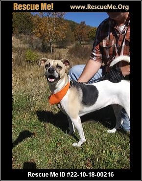 - Virginia Dog Rescue - ADOPTIONS - Rescue Me!