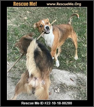 - South Carolina Dog Rescue - ADOPTIONS - Rescue Me!