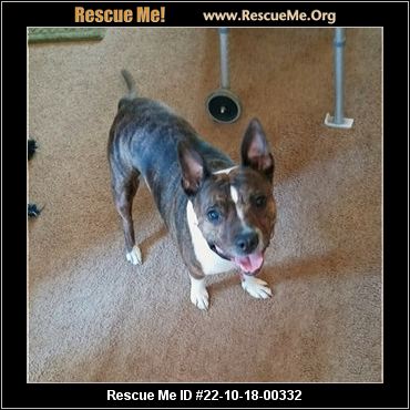 - Wisconsin Dog Rescue - ADOPTIONS - Rescue Me!