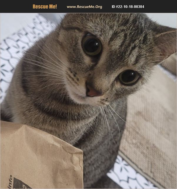 ADOPT 22101800384 ~ Egyptian Mau Rescue ~ Fort Lauderdale, FL