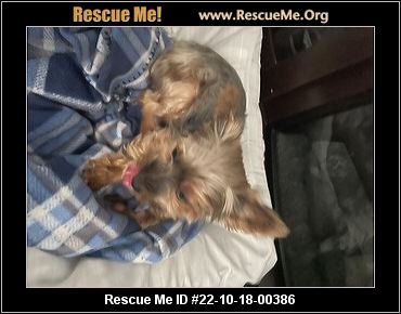 - California Yorkie Rescue - ADOPTIONS - Rescue Me!