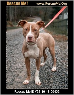 - Tennessee Pit Bull Rescue - ADOPTIONS - Rescue Me!