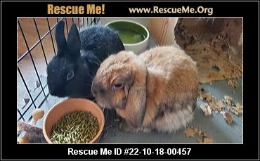 - Colorado Rabbit Rescue - ADOPTIONS - Rescue Me!