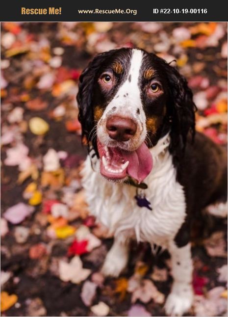 ADOPT 22101900116 ~ English Springer Spaniel Rescue ~ Traverse City, MI