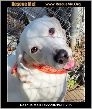 - Virginia Dog Rescue - ADOPTIONS - Rescue Me!