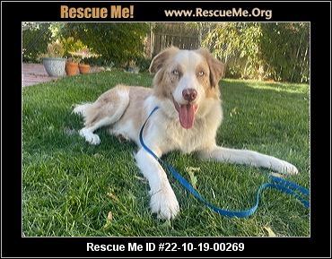 - Utah Dog Rescue - ADOPTIONS - Rescue Me!