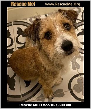 - Texas Jack Russell Rescue - ADOPTIONS - Rescue Me!