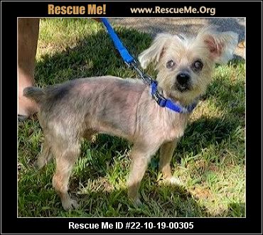 - Texas Yorkie Rescue - ADOPTIONS - Rescue Me!