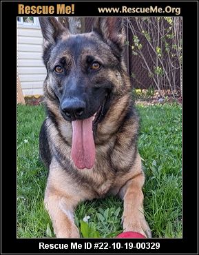 - Canada German Shepherd Rescue - ADOPTIONS - Rescue Me!