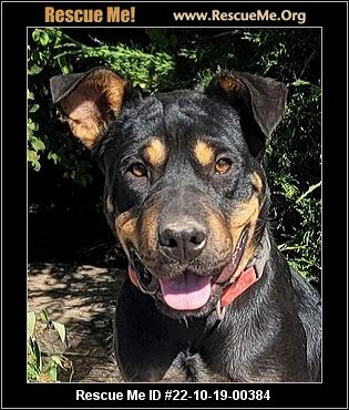 - New Mexico Dog Rescue - ADOPTIONS - Rescue Me!