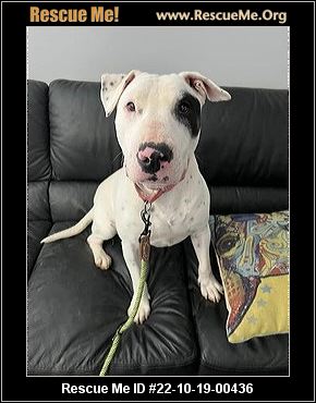 - Arizona Bull Terrier Rescue - ADOPTIONS - Rescue Me!