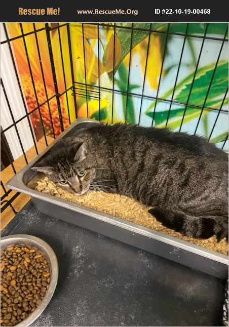 ADOPT 22101900468 ~ Domestic Cat Rescue ~ Chicago, IL