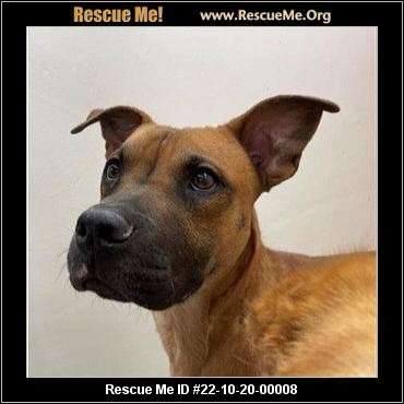 - Arizona Boxer Rescue - ADOPTIONS - Rescue Me!