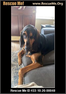 - New Jersey Bloodhound Rescue - ADOPTIONS - Rescue Me!