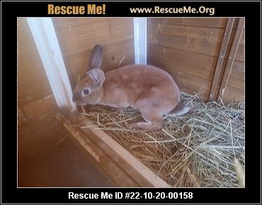 - North Carolina Rabbit Rescue - ADOPTIONS - Rescue Me!