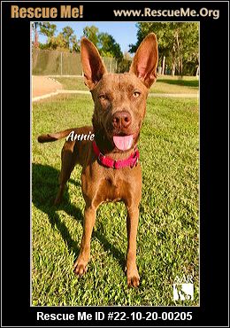 - Texas Vizsla Rescue - ADOPTIONS - Rescue Me!