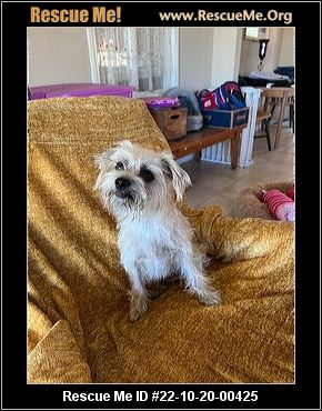 - California Maltese Rescue - ADOPTIONS - Rescue Me!