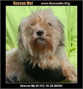 - Virginia Lhasa Apso Rescue - ADOPTIONS - Rescue Me!
