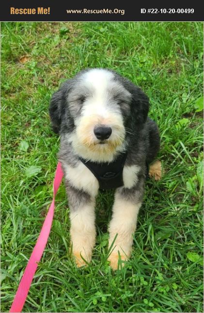 ADOPT 22102000499 ~ Bearded Collie Rescue ~ Spraggs, PA