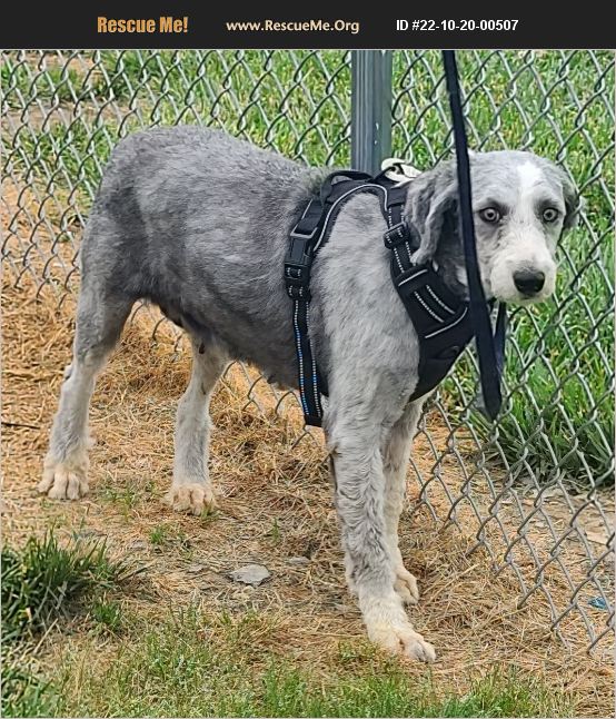 ADOPT 22102000507 ~ Bearded Collie Rescue ~ Spraggs, PA