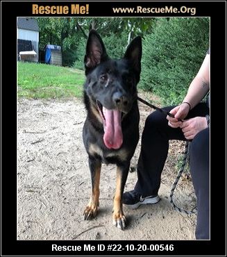 - Virginia German Shepherd Rescue - ADOPTIONS - Rescue Me!